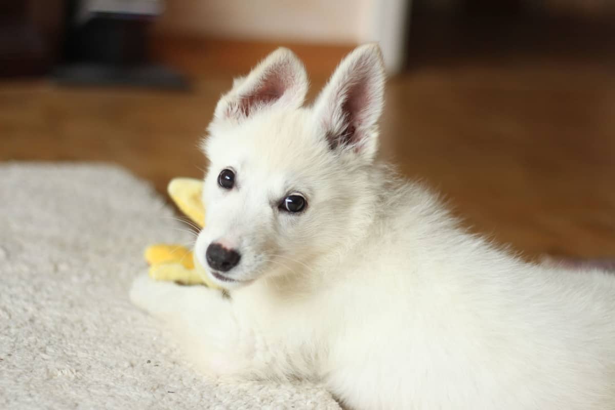 How To Teach A Puppy Their Name In 5 Easy Steps DogVills how-to-teach-a-puppy-their-name-in-5-easy-steps-dogvills