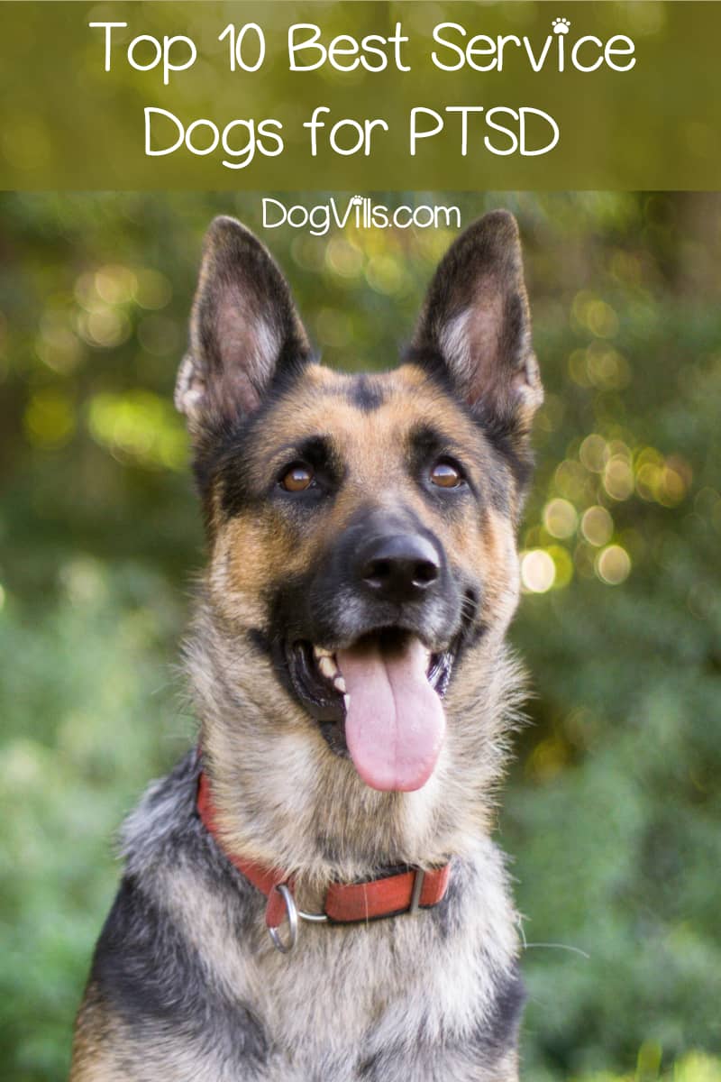 Top 10 Best Service Dogs For PTSD DogVills