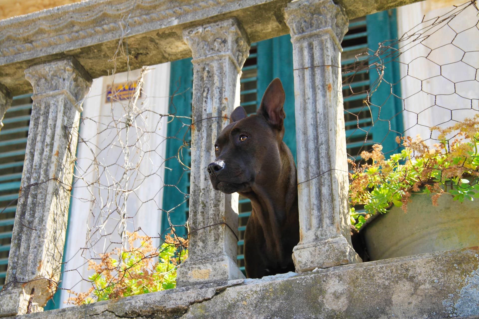 Top 15 Dog Friendly Colleges In The US DogVills top-15-dog-friendly-colleges-in-the-us-dogvills
