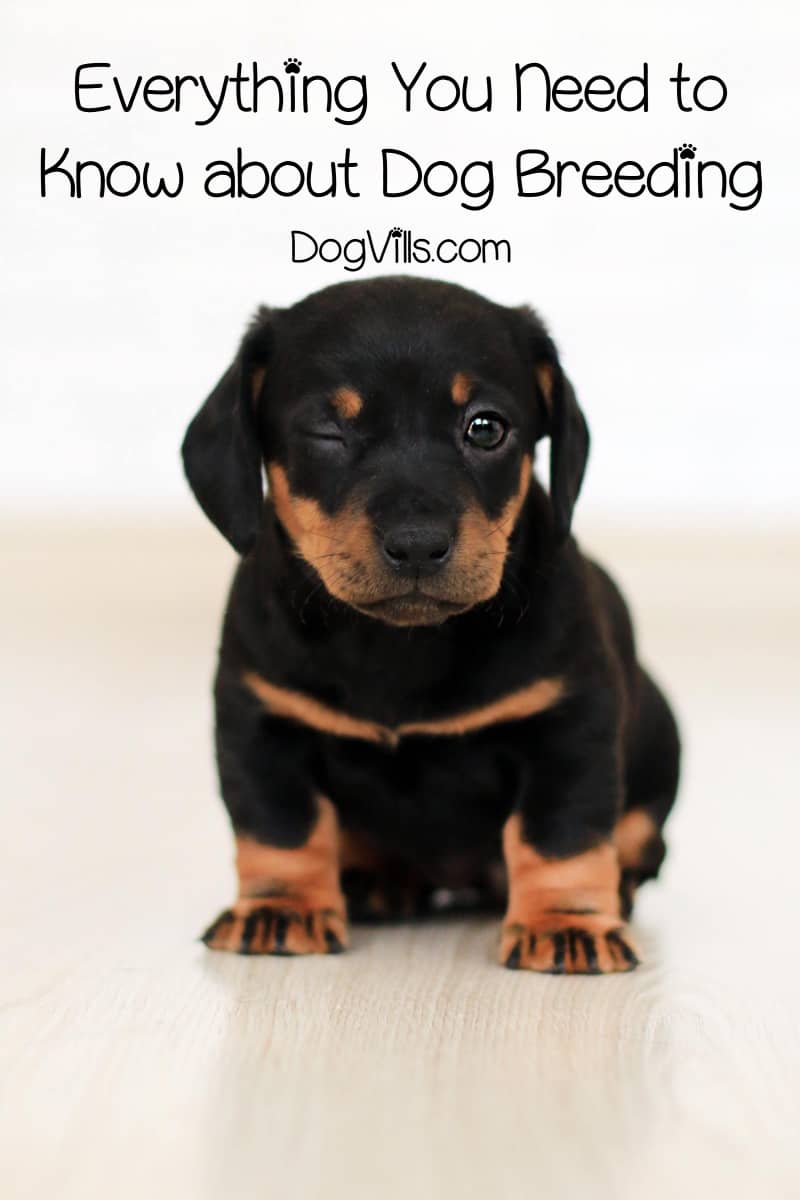 Everything You Need to Know about Dog Breeding - DogVills