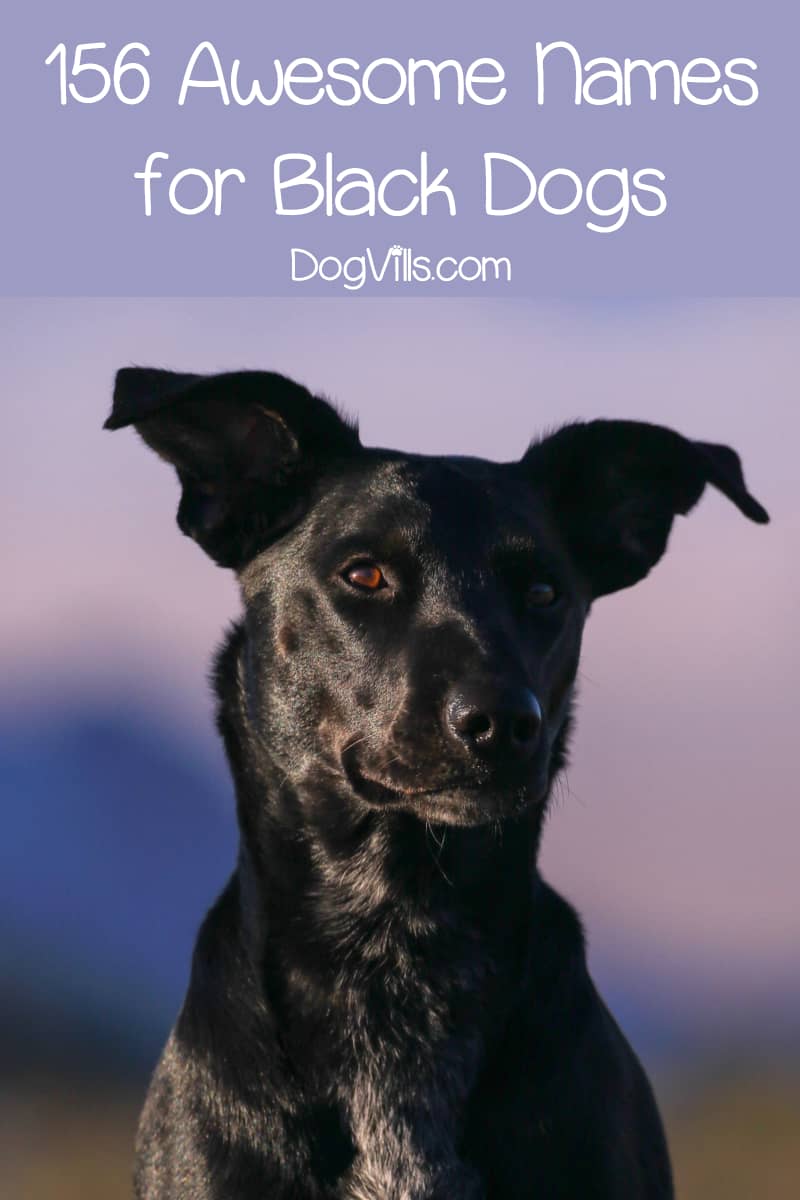 156 Epic Black Dog Names for Your Ebony Pup - DogVills