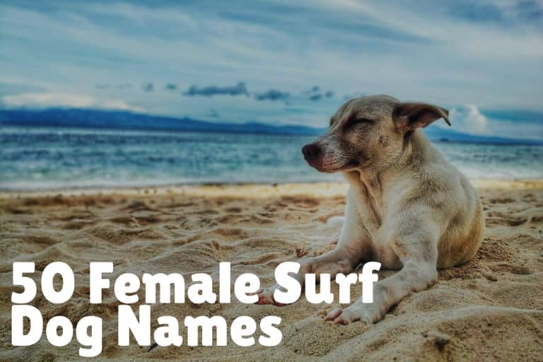 Top 100 Surf Dog Names For Beach Loving Pups DogVills Top 100 Surf Dog Names For Beach Loving Pups DogVills