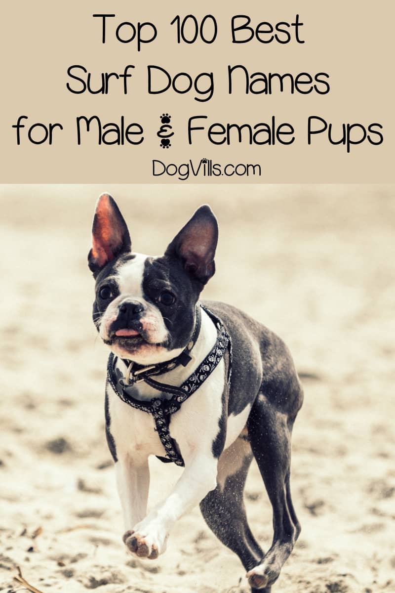 Top 100 Surf Dog Names For Beach Loving Pups DogVills