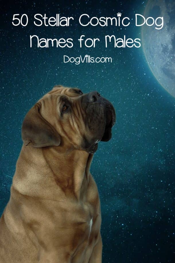Top 100 Cosmic Dog Names for Males & Females - DogVills