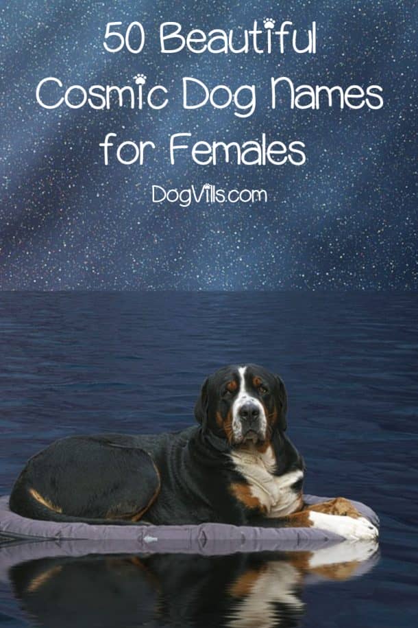 Top 100 Cosmic Dog Names for Males & Females - DogVills