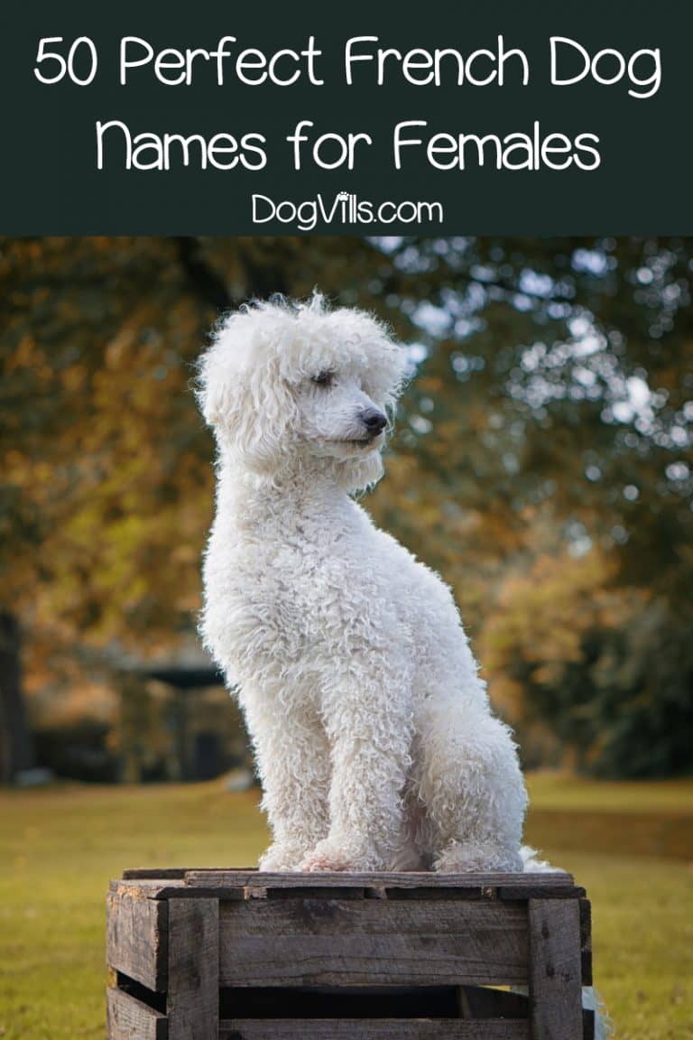 100 Charming French Dog Names - DogVills