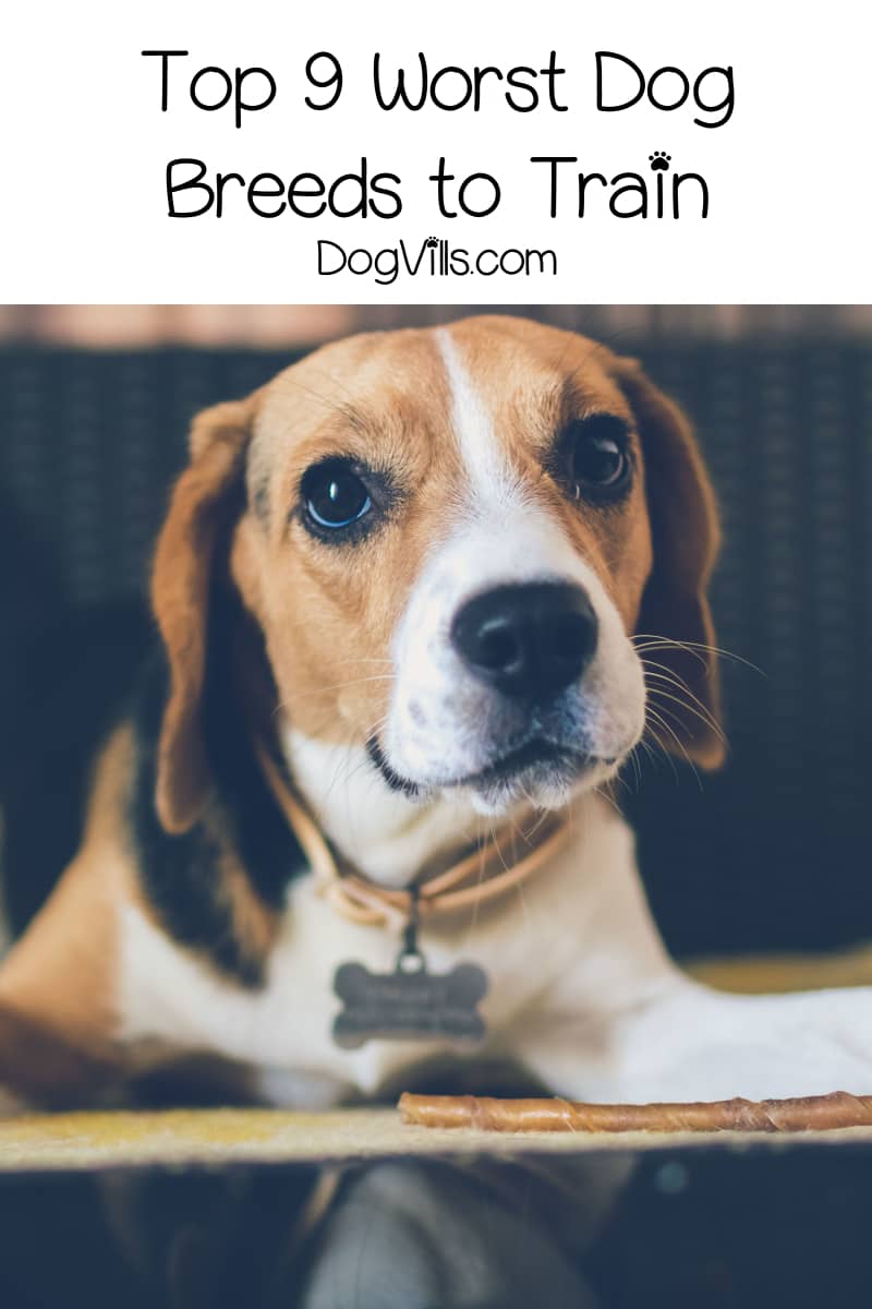 9 Worst Dog Breeds To Train DogVills 9-worst-dog-breeds-to-train-dogvills