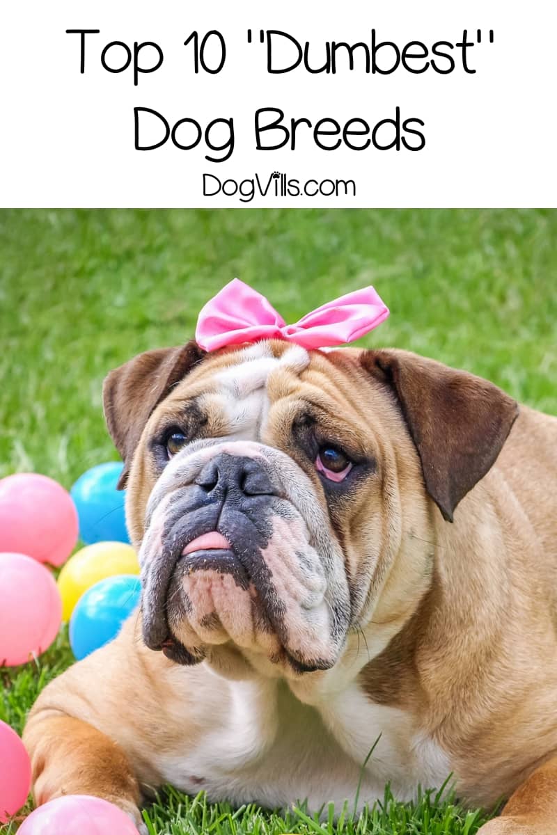 10 Dumbest Dog Breeds Is Your Dog On The List DogVills 10-dumbest-dog-breeds-is-your-dog-on-the-list-dogvills