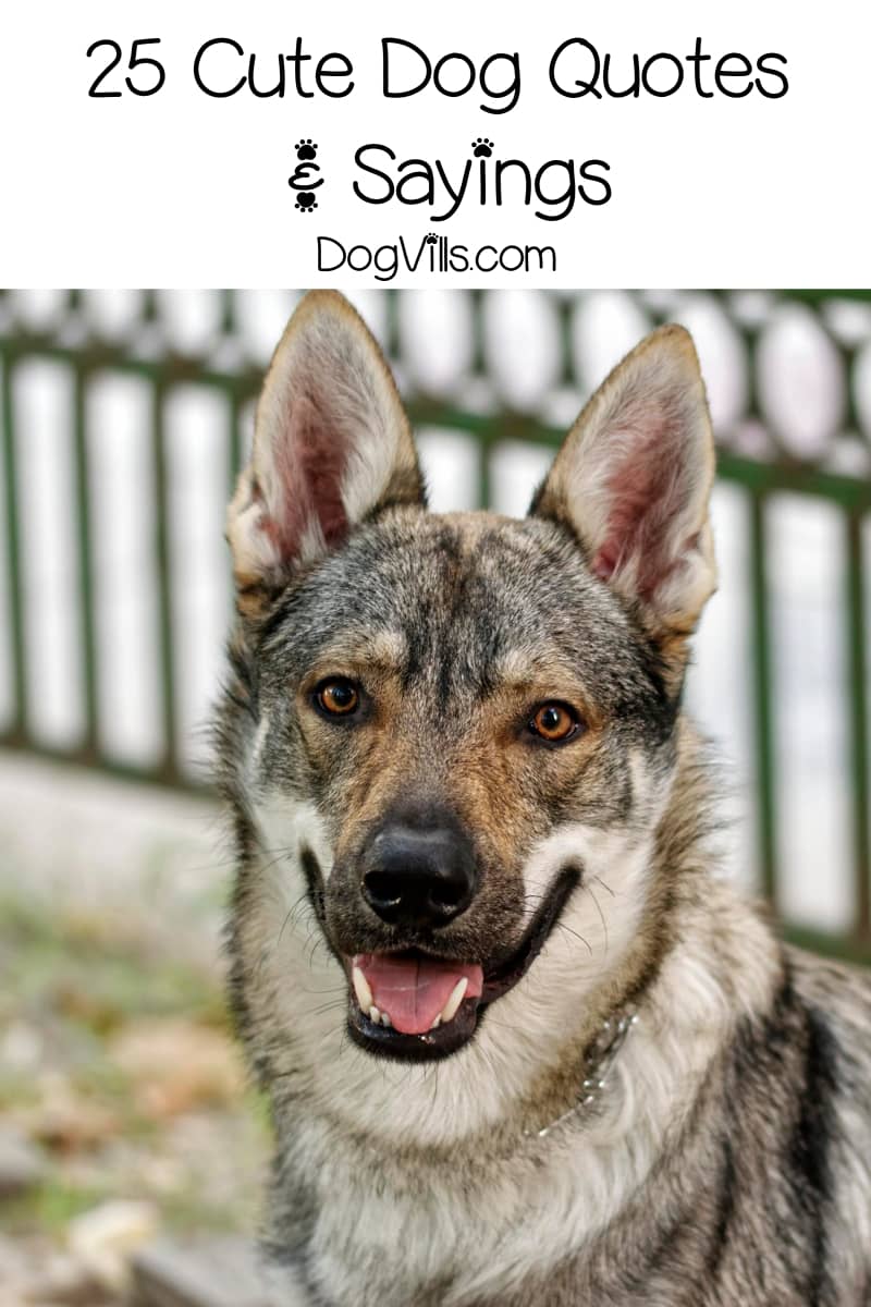 25 Cute Dog Quotes Sayings That Will Make You Saw Awwwww 