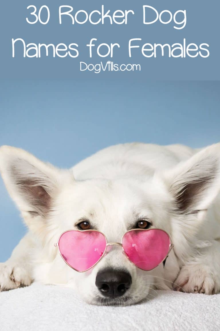 60 Awesome Rocker Dog Names For Males Females DogVills
