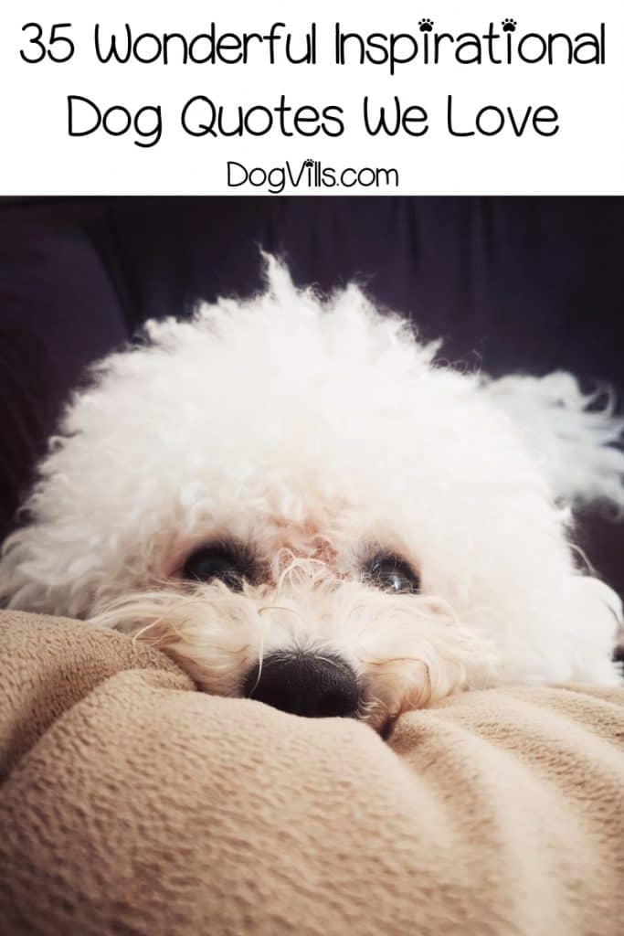 35 Inspirational Dog Quotes DogVills