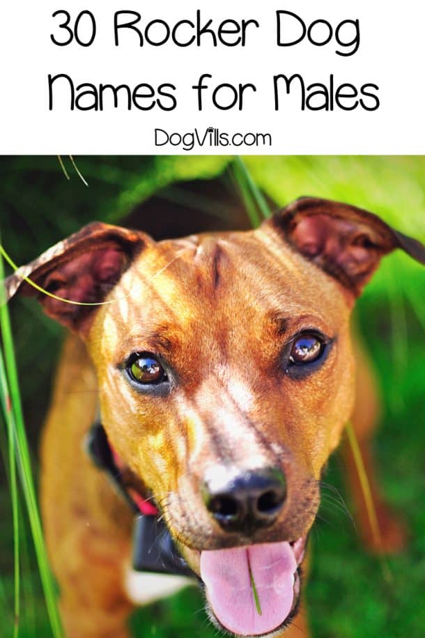 60 Awesome Rocker Dog Names For Males Females DogVills 60-awesome-rocker-dog-names-for-males-females-dogvills