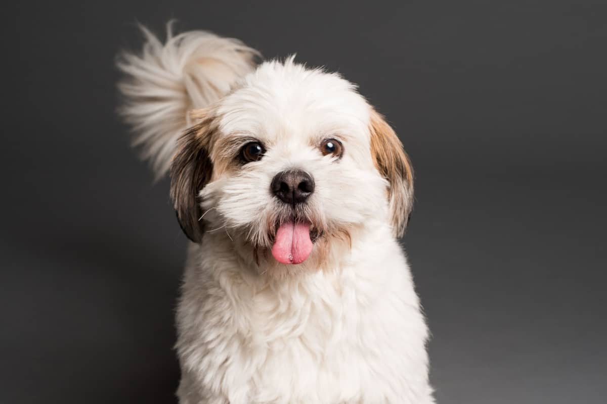60 Awesome Rocker Dog Names For Males Females DogVills 60-awesome-rocker-dog-names-for-males-females-dogvills