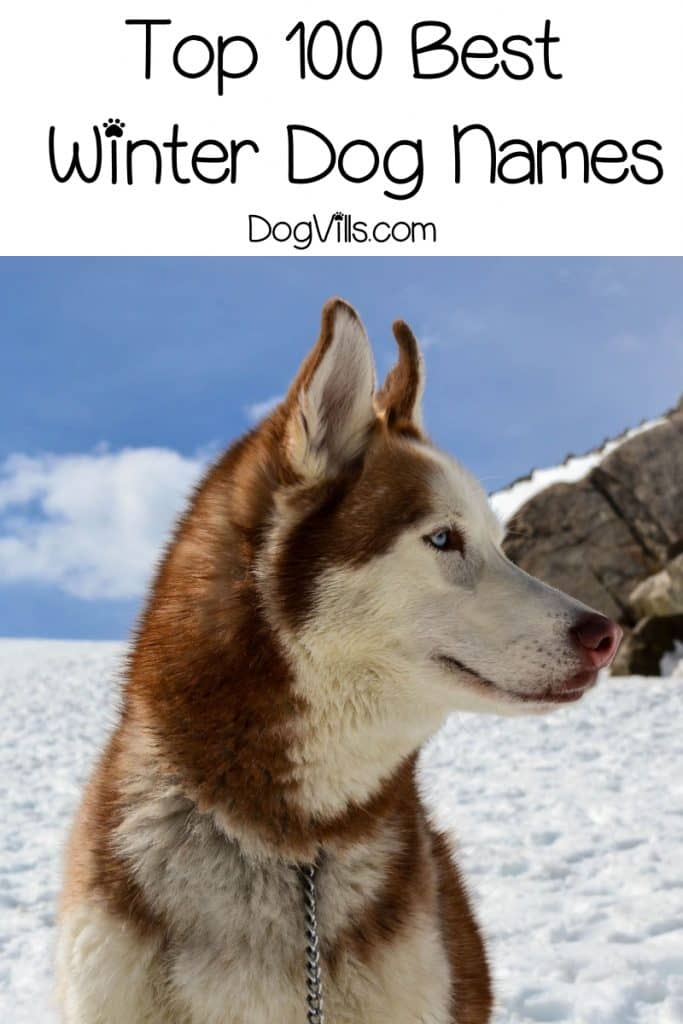 100 Wonderful Winter Dog Names DogVills 100 Wonderful Winter Dog Names DogVills
