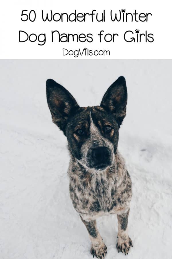 100 Wonderful Winter Dog Names DogVills 100 Wonderful Winter Dog Names DogVills