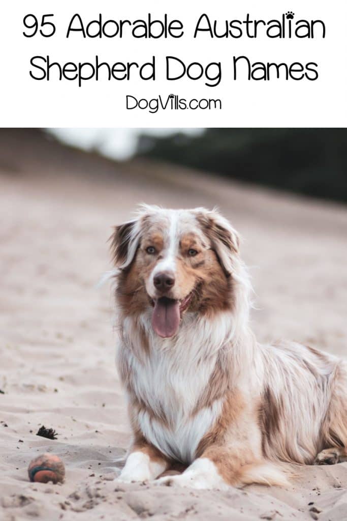 95 Adorable Australian Shepherd Dog Names DogVills 95 Adorable Australian Shepherd Dog Names DogVills