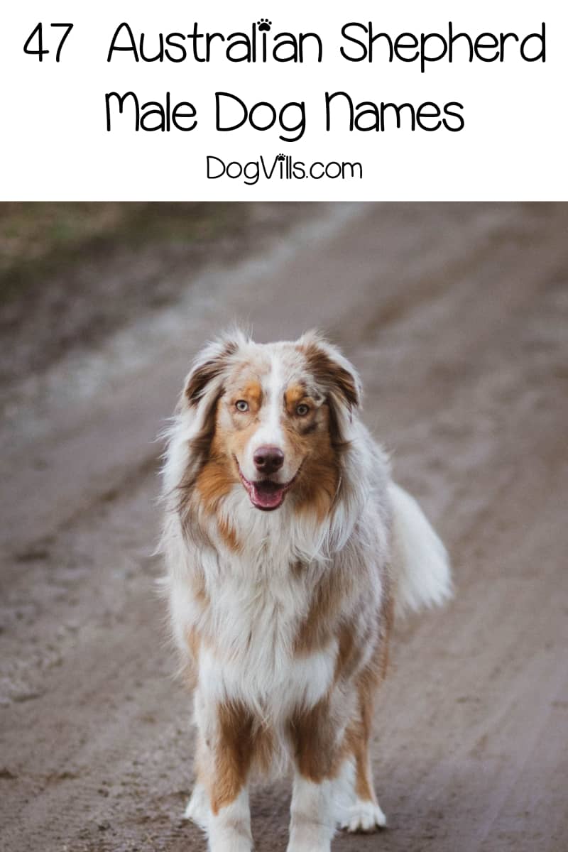 95 Adorable Australian Shepherd Dog Names DogVills 95-adorable-australian-shepherd-dog-names-dogvills