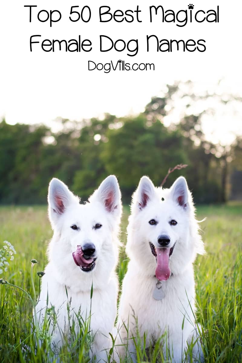 100 Magical Dog Names - DogVills
