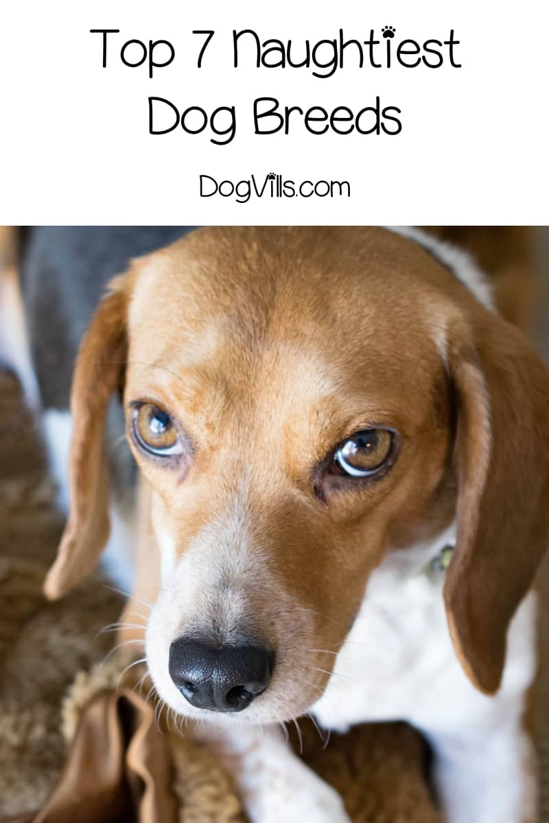 7 Naughty Dog Breeds - DogVills