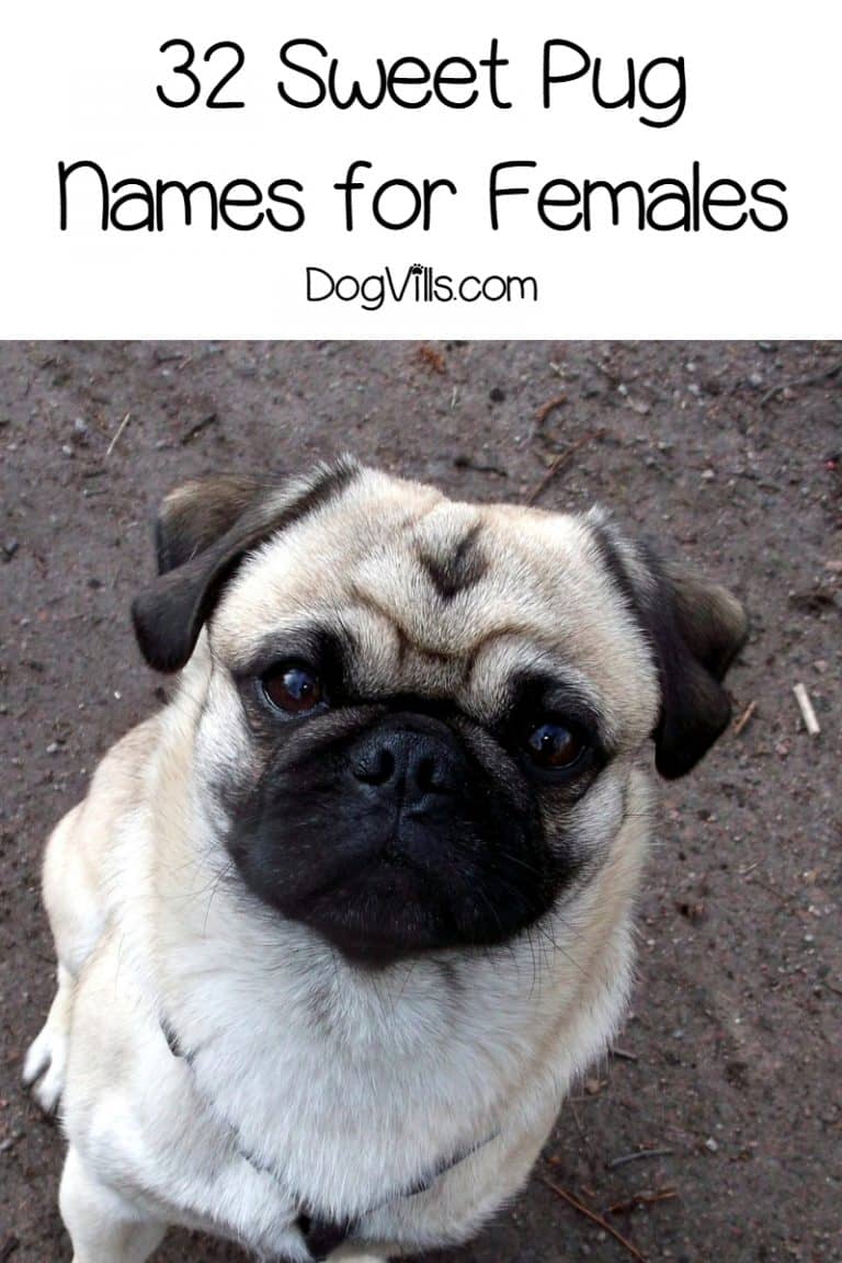 66 Perfect Pug Dog Names for Male & Female Pups - DogVills