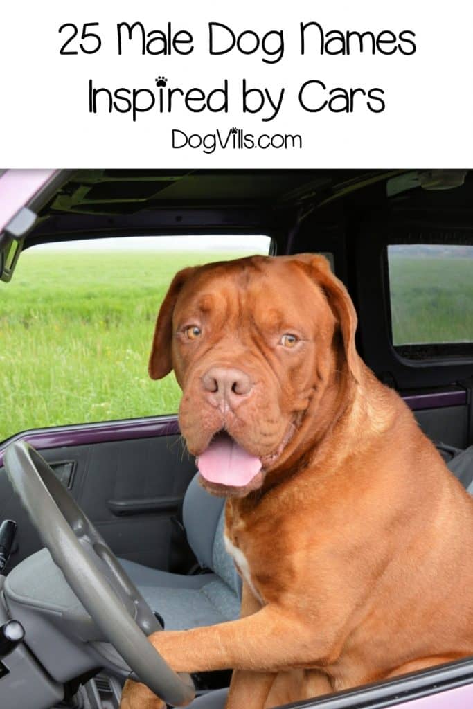 50 Clever Car Inspired Dog Names DogVills 50 Clever Car Inspired Dog Names DogVills