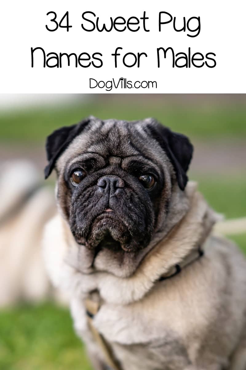 66 Perfect Pug Dog Names for Male & Female Pups - DogVills