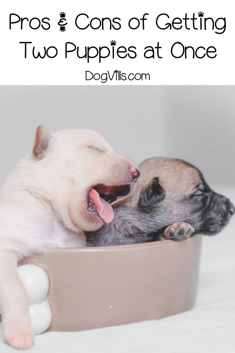How Do You Raise Two Puppies Successfully