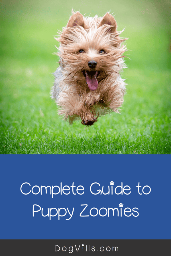 Puppy Zoomies - All About This Instagram-Worthy Behavior - DogVills
