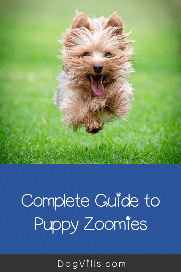 Puppy Zoomies - All About This Instagram-Worthy Behavior - DogVills