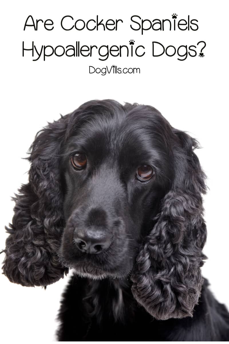 Are Cocker Spaniels Hypoallergenic Dogs? - DogVills