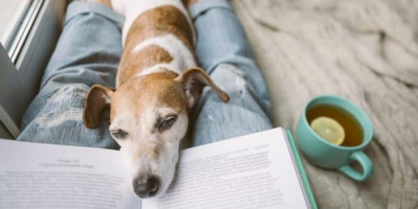 100 Truly Epic Dog Names After Book Characters DogVills 100-truly-epic-dog-names-after-book-characters-dogvills