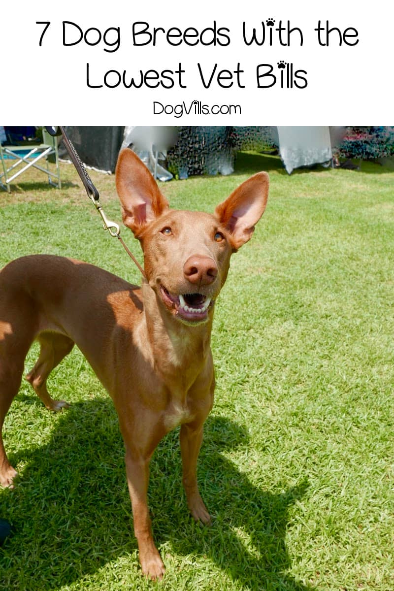 7 Dog Breeds With Low Vet Bills - DogVills
