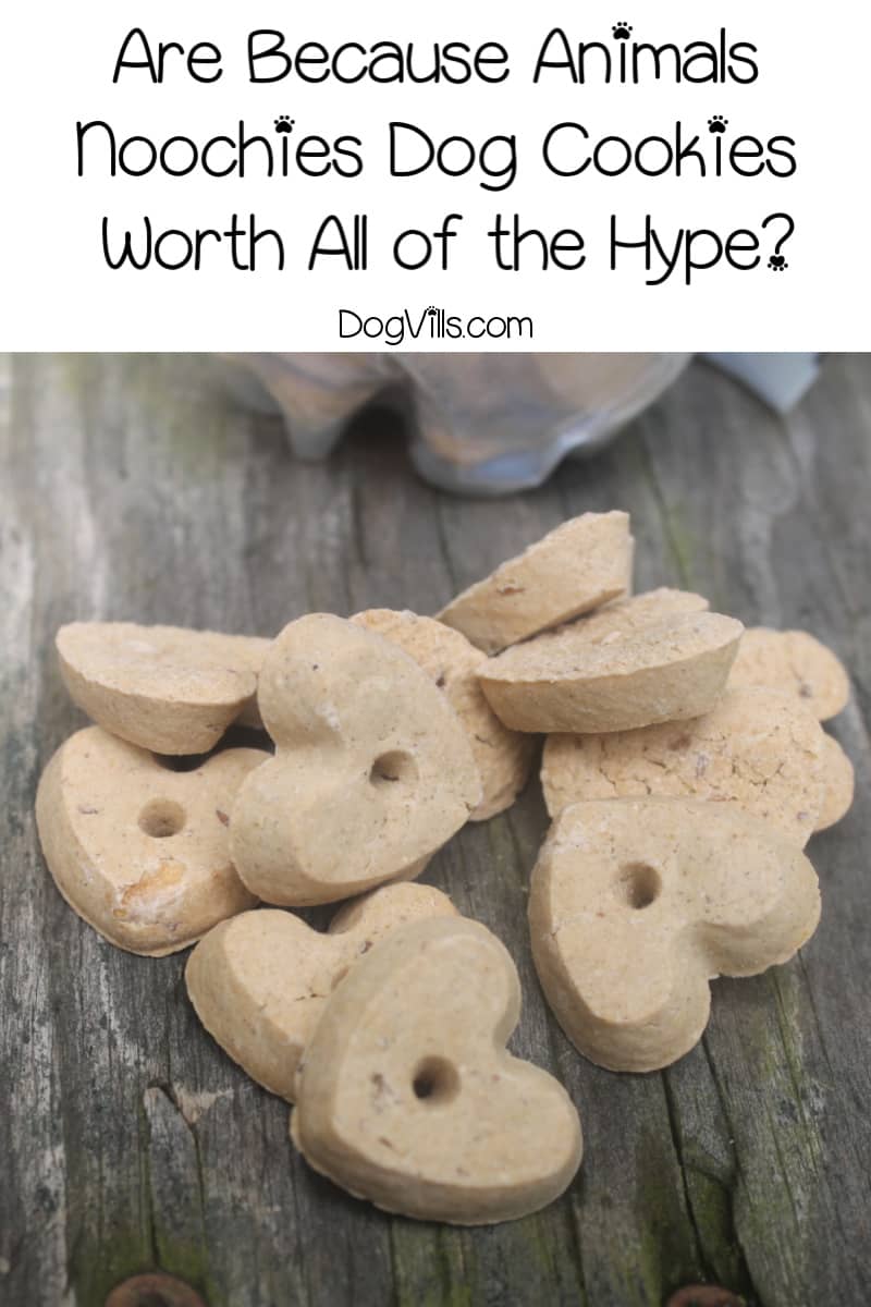 Because Animals Noochies Review: Are They Worth All the Hype? - DogVills