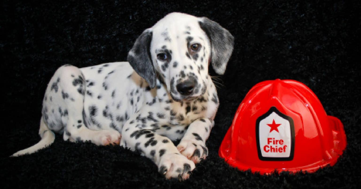 100 Fantastic Firefighter Dog Names for Males & Females - DogVills
