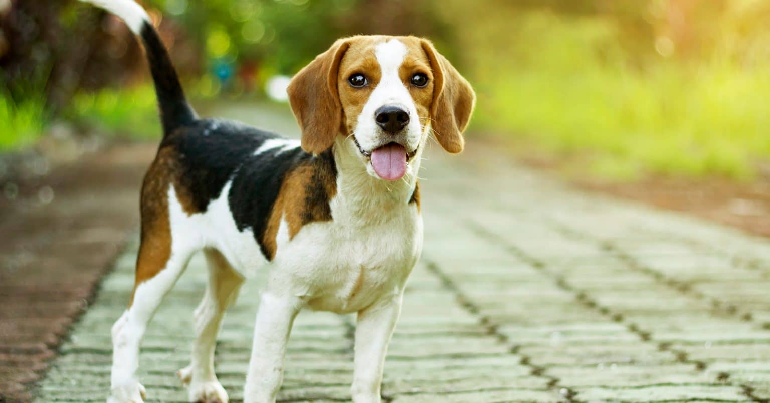 8 Common Dog Tail Types Explained (with Examples) - DogVills