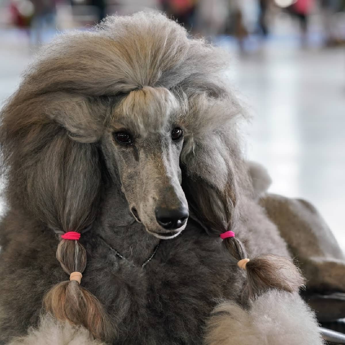 200 Absolutely Precious Poodle Dog Names You'll Adore - DogVills