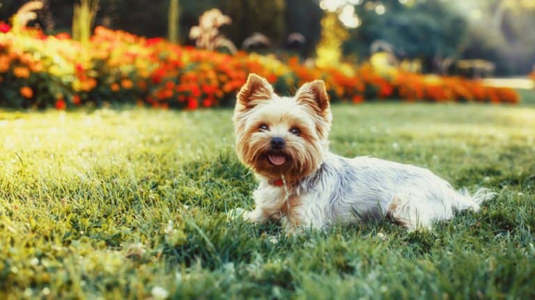 8 Fabulous Dog Breeds That Don’t Grow - DogVills