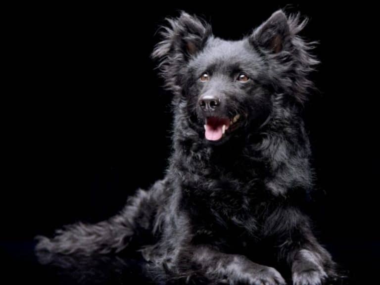 Meet the Magnificent Mudi (Complete Dog Breed Guide)