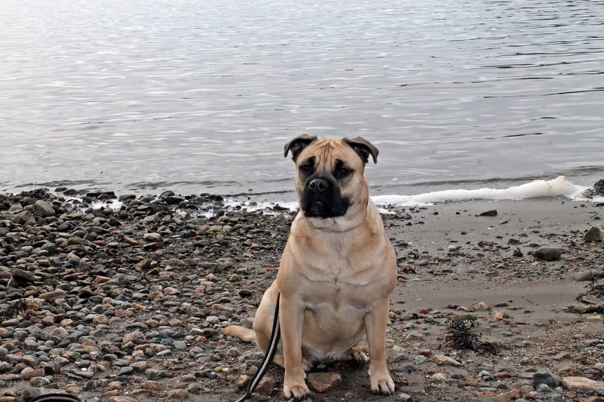 Ca de Bou Dog Breed Guide (History, Health, Personality & More)
