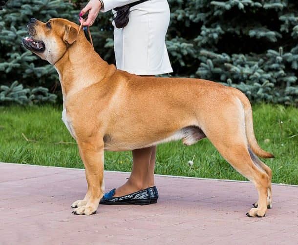 Ca de Bou Dog Breed Guide (History, Health, Personality & More)