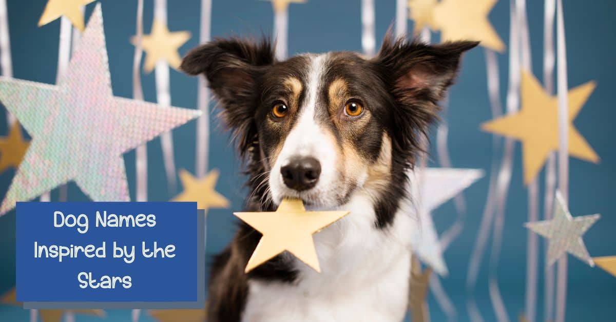 200 Star Dog Names That Are Out of This World (Literally!) - DogVills