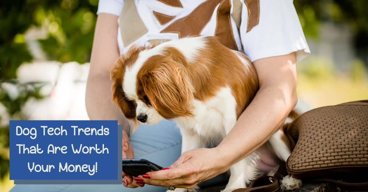 Top 5 Dog Technology Trends of 2022 That Are Worth the Money