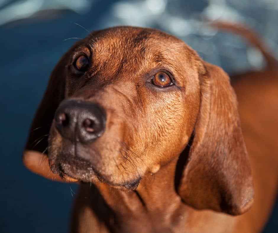 What Is The Origin Of The Redbone Coonhound