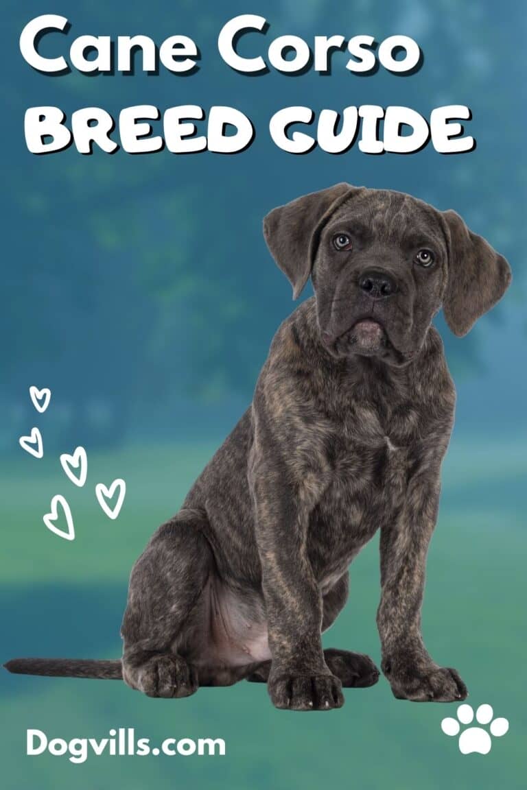 The Ultimate Cane Corso Dog Breed Guide (with Pictures & Videos) - DogVills