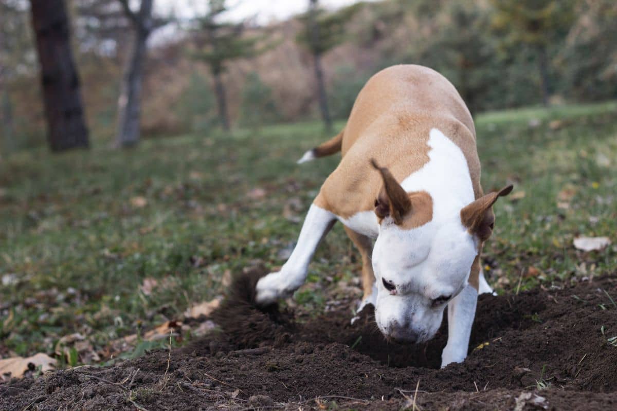 Why Do Dogs Bury Bones? - DogVills