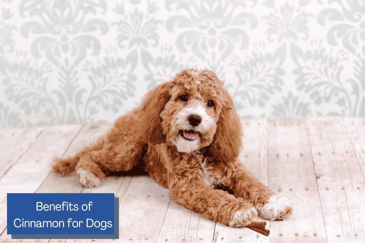 Can Dogs Eat Cinnamon? Unveiling the Surprising Truth and Vital ...