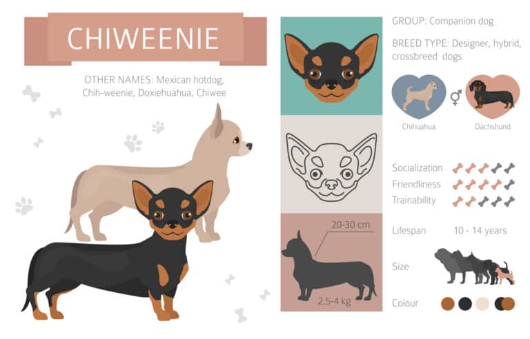 Is a Chiweenie Right for You? (Complete Guide to the Chihuahua ...