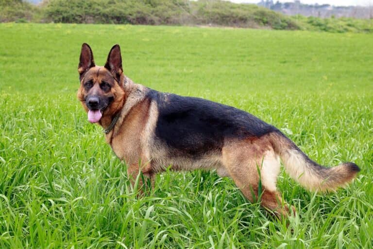 8 Common Dog Tail Types Explained (with Examples) - DogVills
