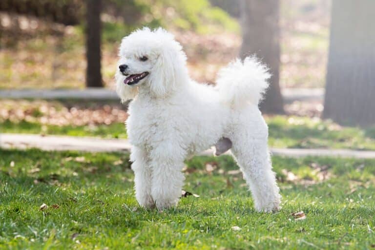 8 Common Dog Tail Types Explained (with Examples) - DogVills