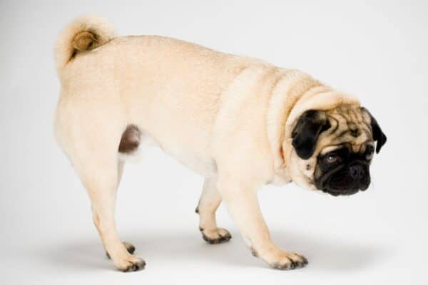 8 Common Dog Tail Types Explained (with Examples) - DogVills